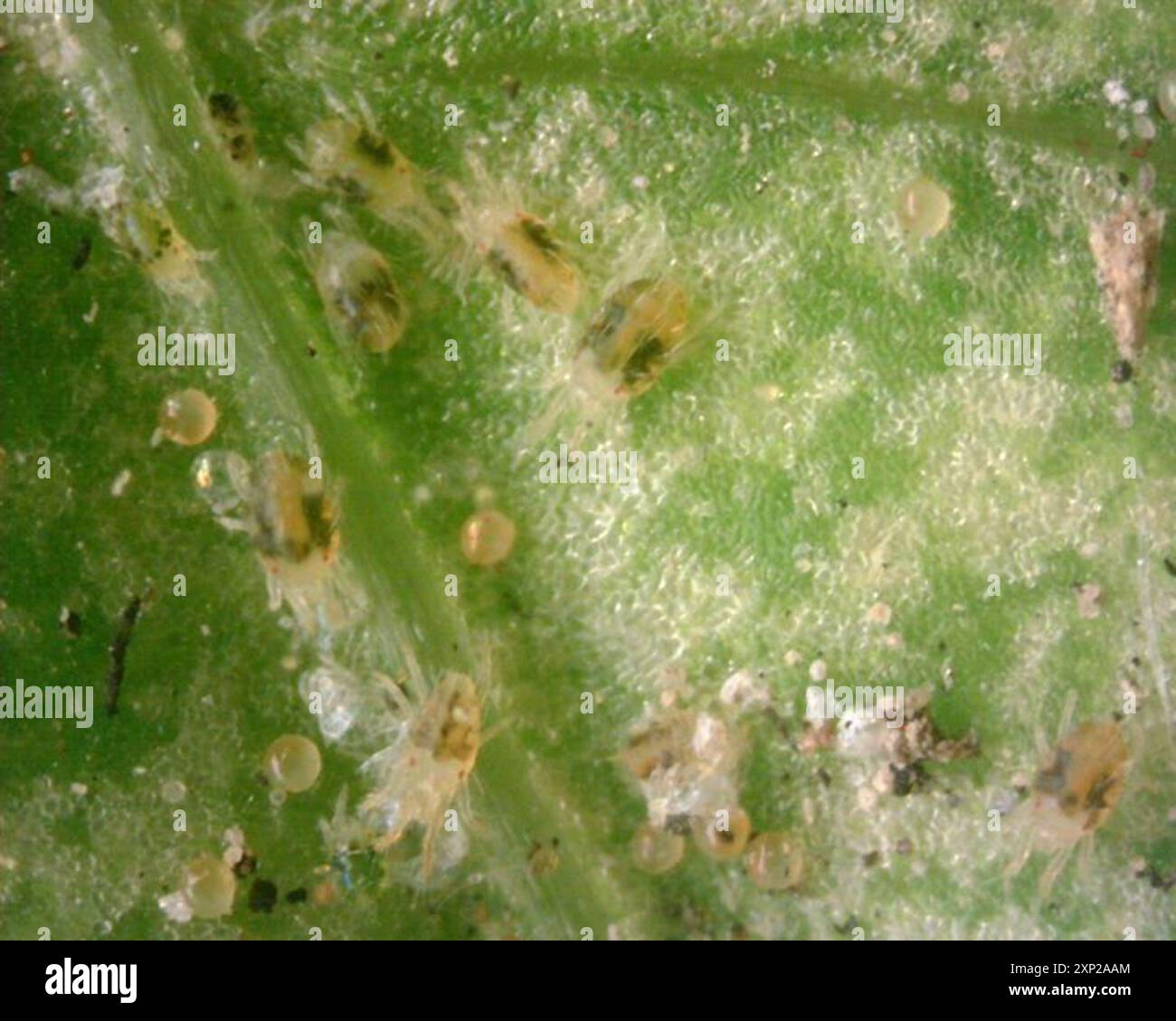 Twospotted Spider Mite (Tetranychus urticae) Arachnida Stock Photo - Alamy