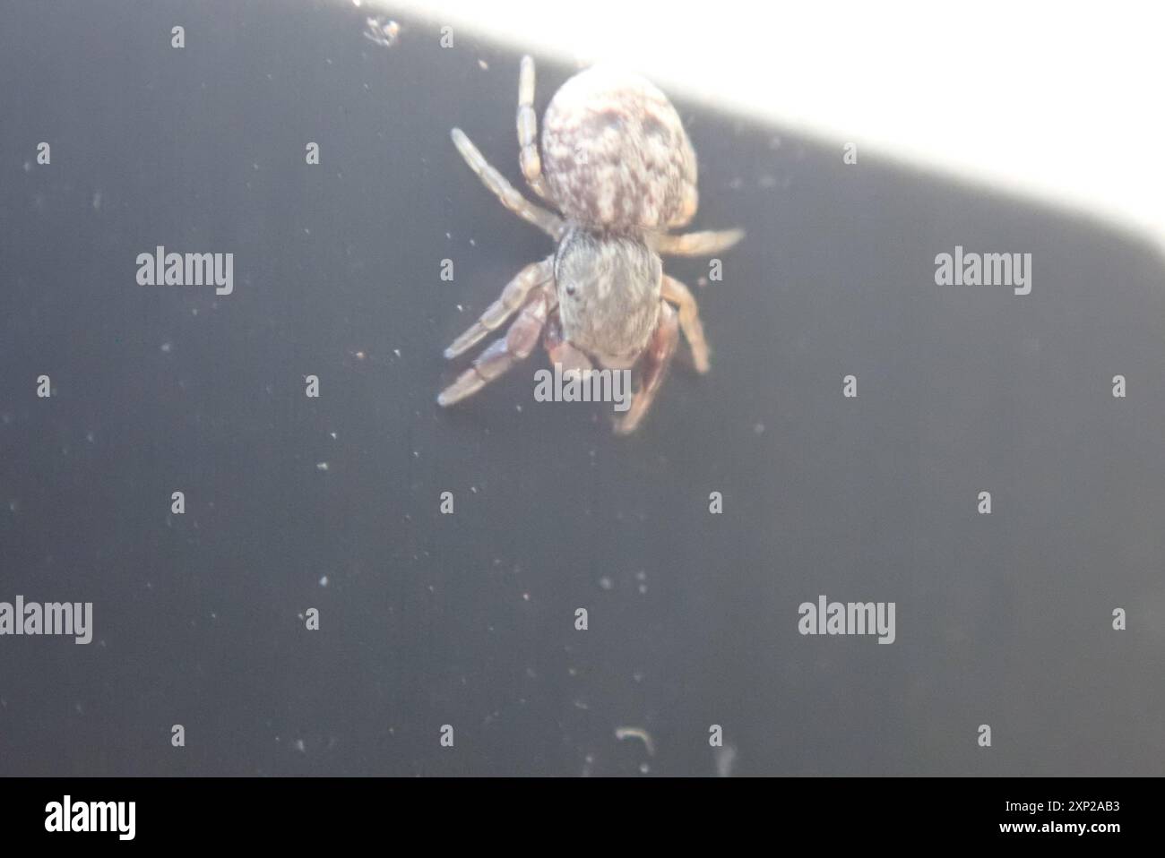 Oak Jumping Spider (Ballus chalybeius) Arachnida Stock Photo - Alamy