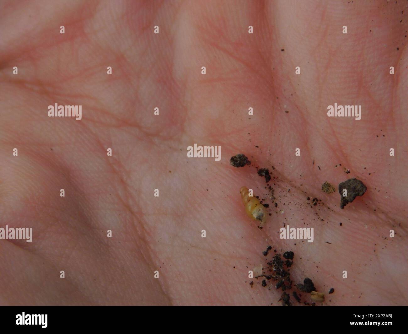 Awlsnail hi-res stock photography and images - Alamy