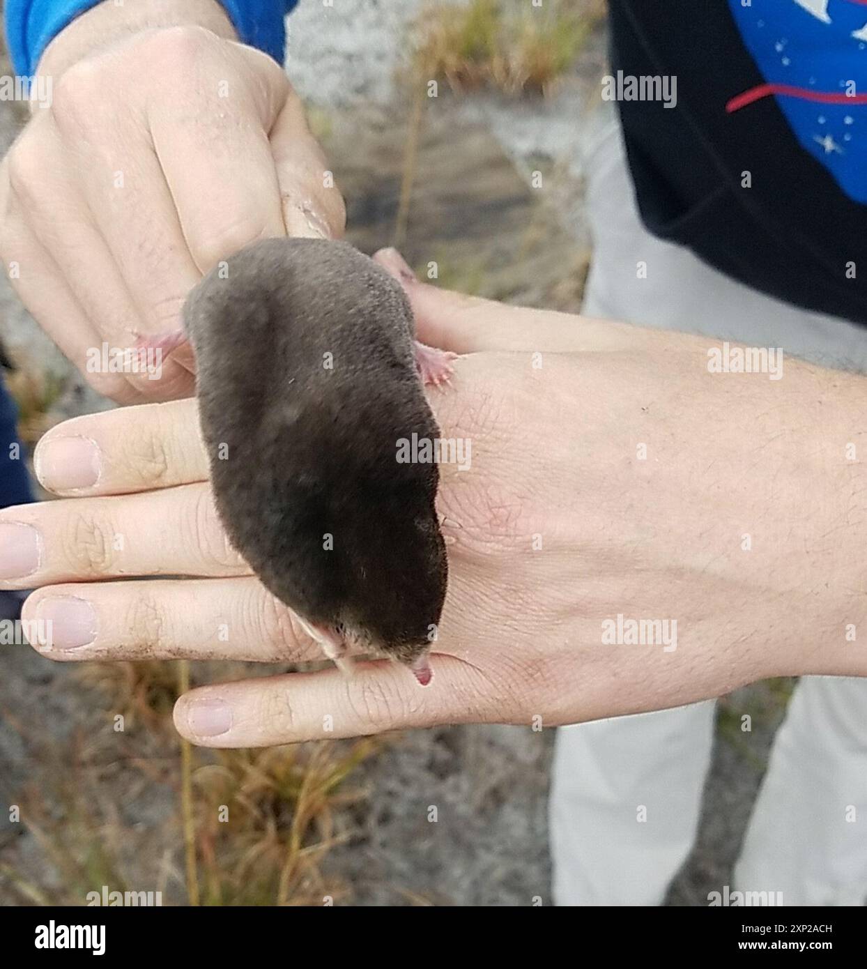 Eastern mole scalopus aquaticus hi-res stock photography and images - Alamy