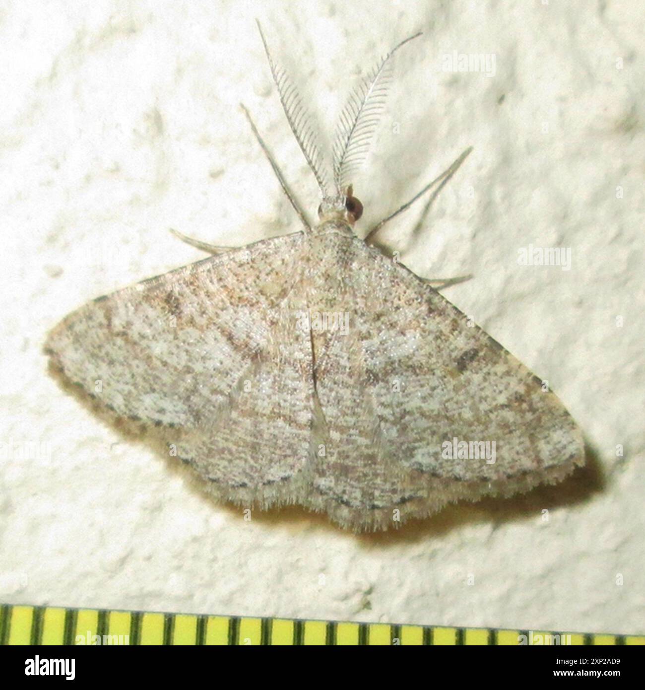 Geometer Moths (Geometridae) Insecta Stock Photo - Alamy