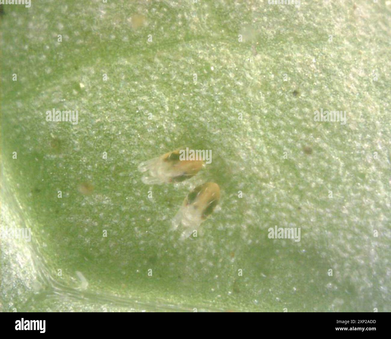Twospotted Spider Mite (Tetranychus urticae) Arachnida Stock Photo - Alamy