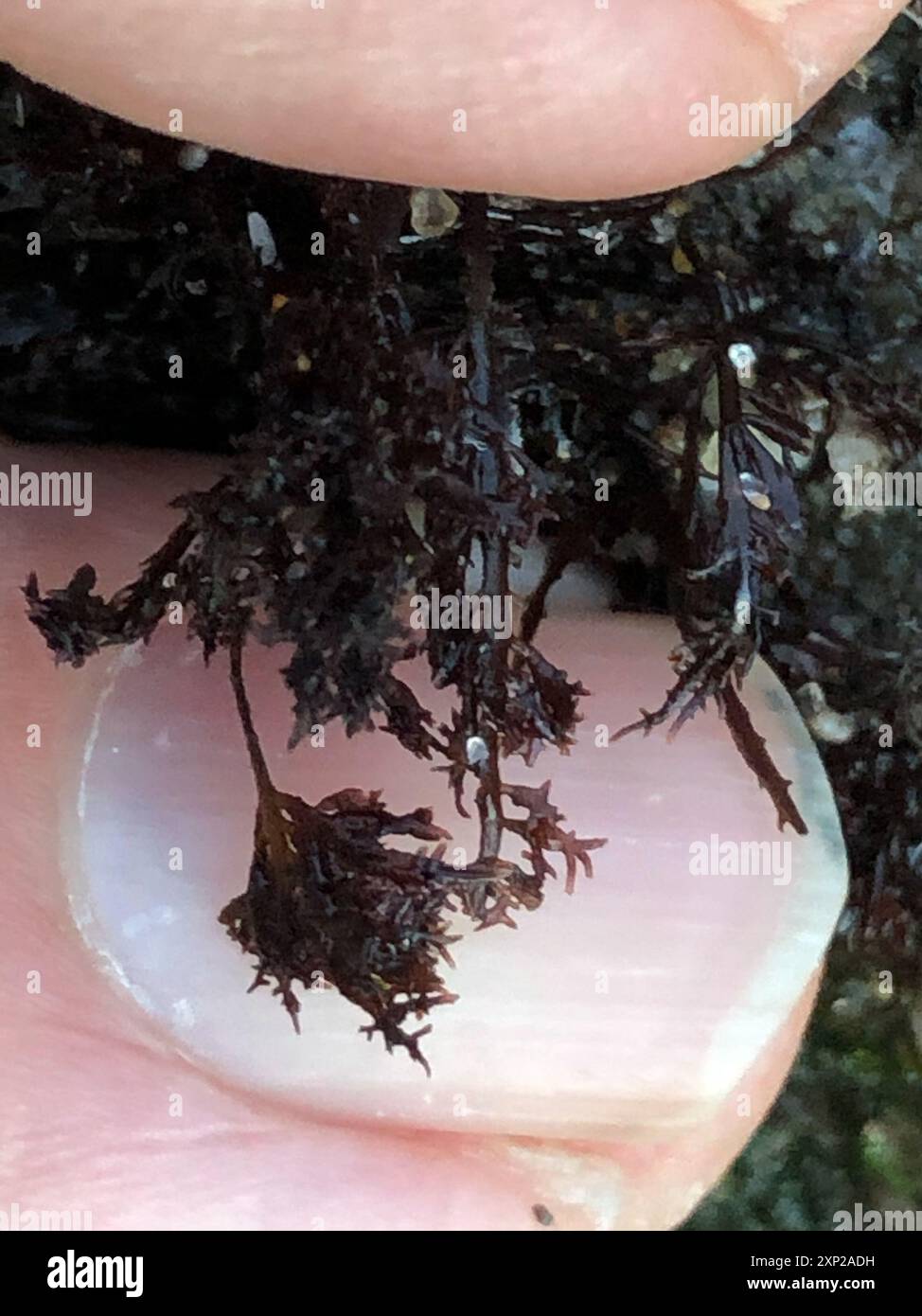 red algae (Rhodophyta) Plantae Stock Photo - Alamy