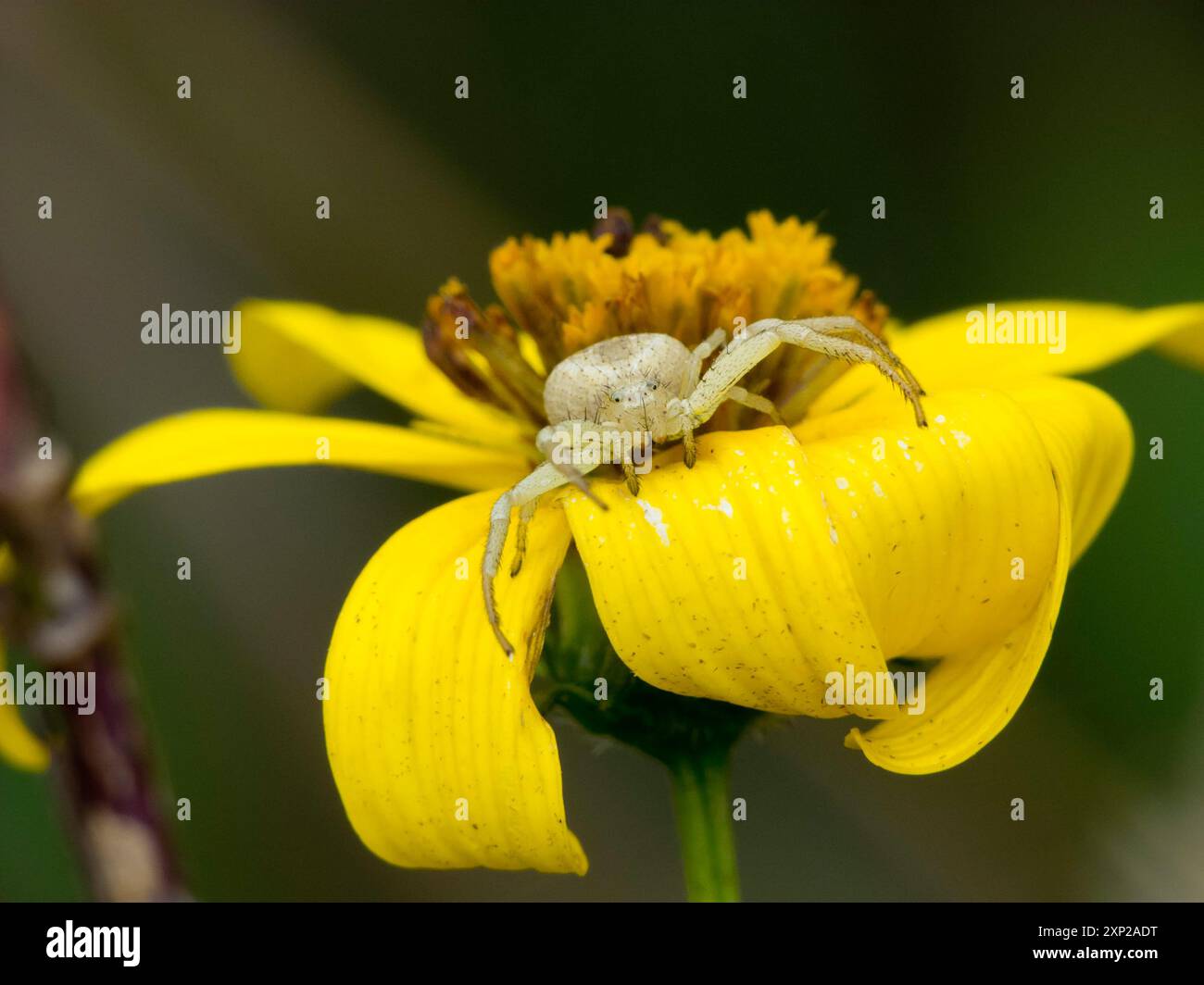 Crab Spiders (Thomisidae) Arachnida Stock Photo - Alamy