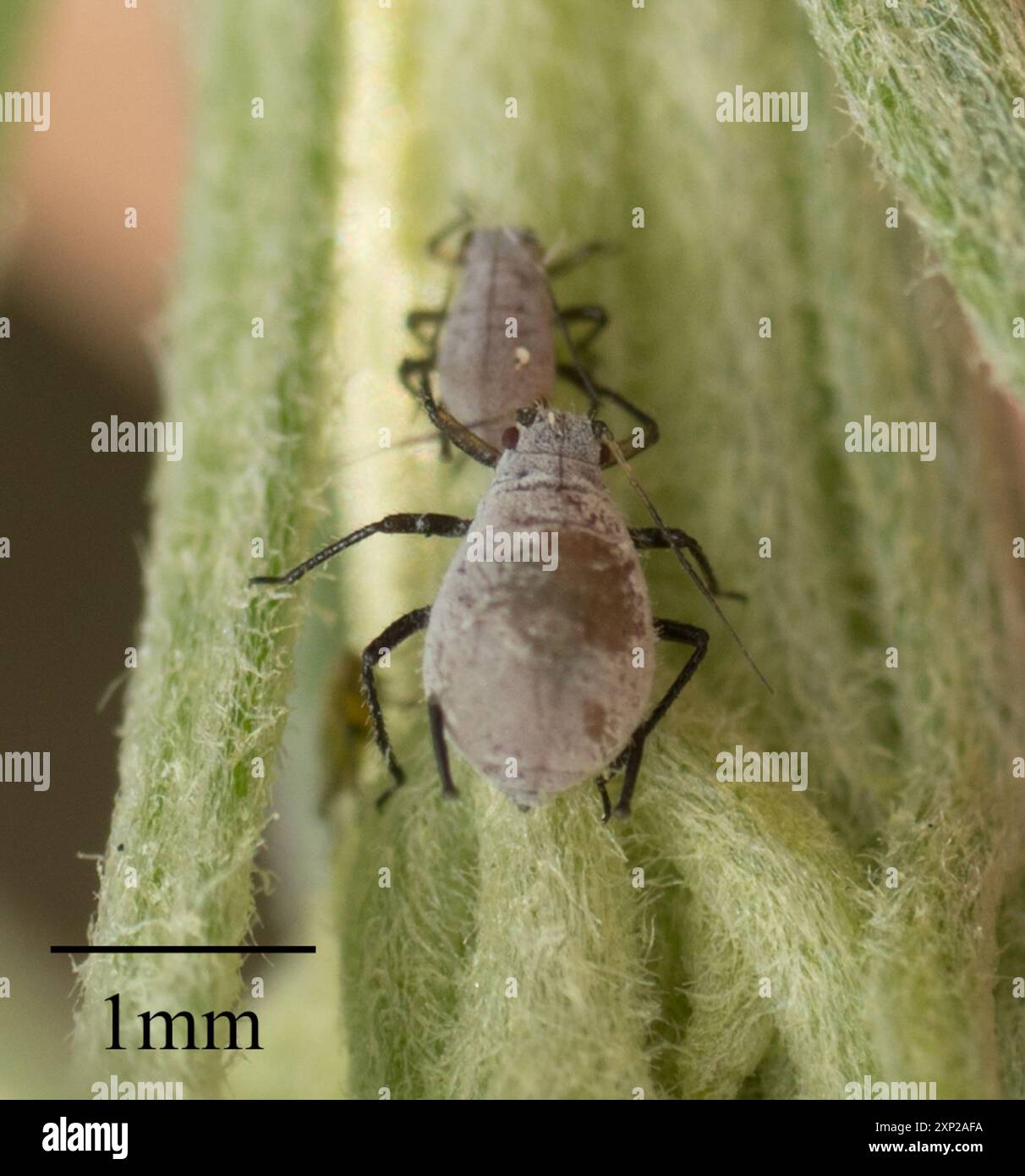 Dark Knobbed-cornicle Aphid (Epameibaphis atricornis) Insecta Stock ...