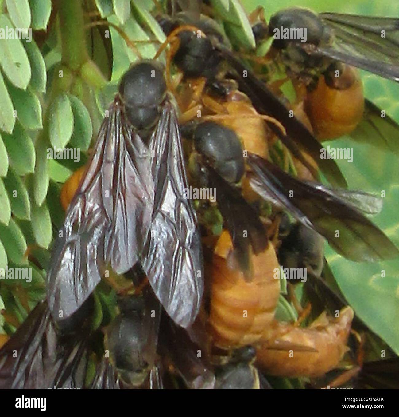 Carebara ant hi-res stock photography and images - Alamy