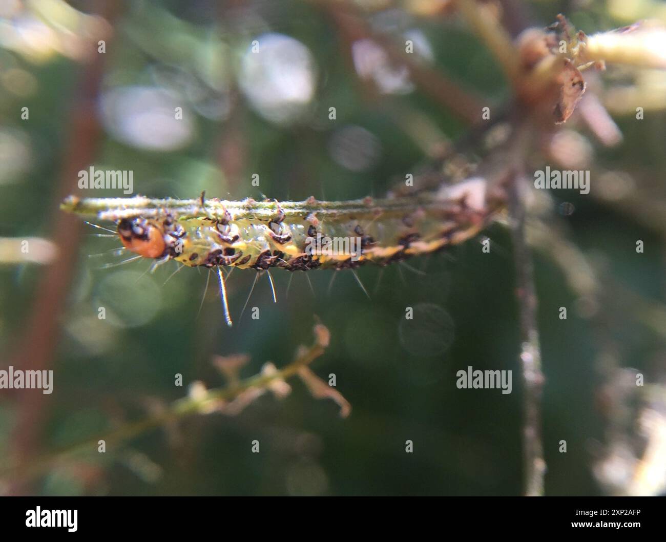 Maorialis hi-res stock photography and images - Alamy