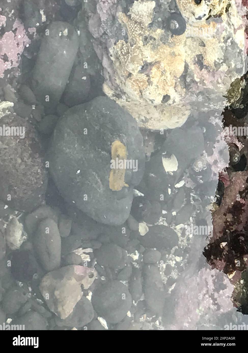 Monterey Dorid (Doris montereyensis) Mollusca Stock Photo - Alamy