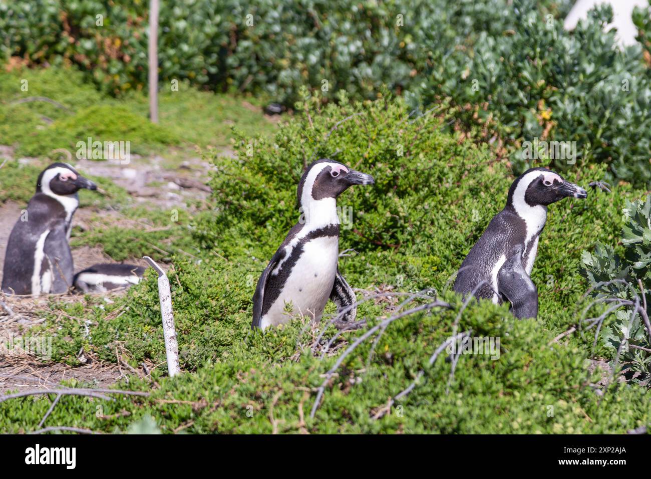 Three Jackass Penguins (Spheniscus demersus) in Betty's Bay, Western ...