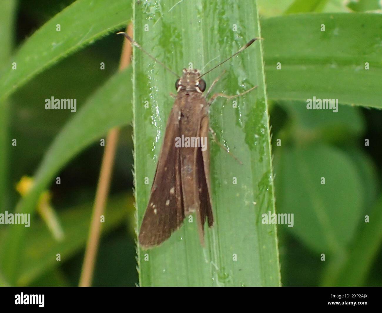Three-spotted Skipper (Cymaenes tripunctus) Insecta Stock Photo - Alamy