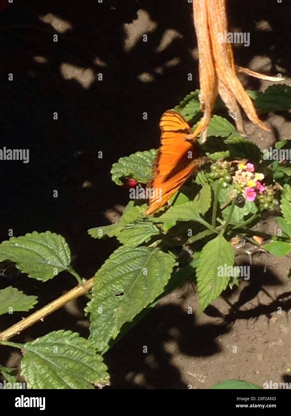 Juno Silverspot (Dione juno) Insecta Stock Photo - Alamy