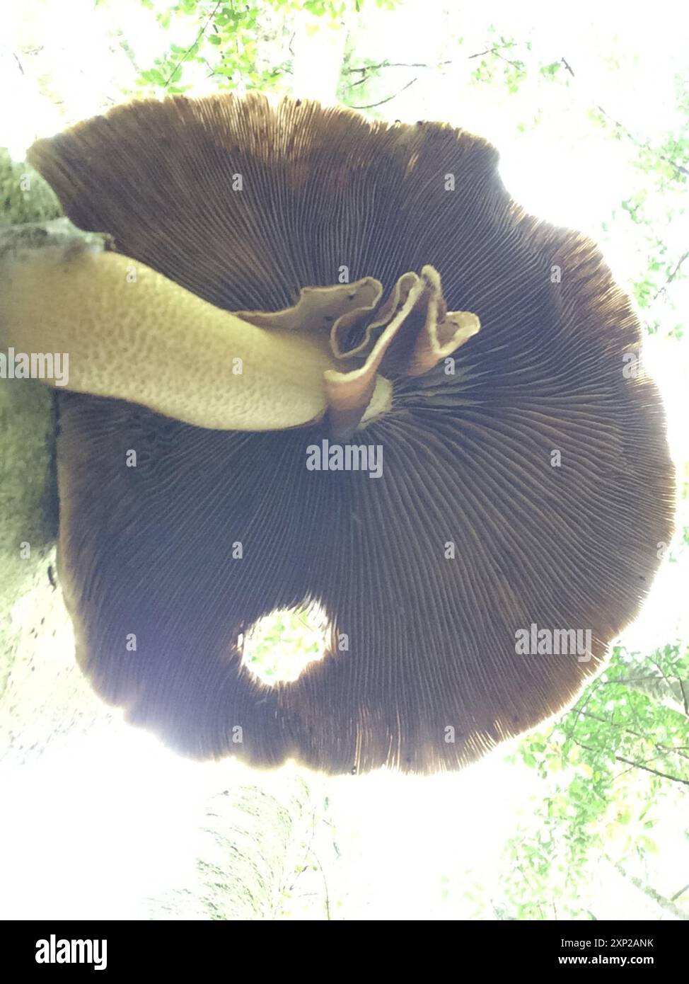Cyclocybe parasitica hi-res stock photography and images - Alamy