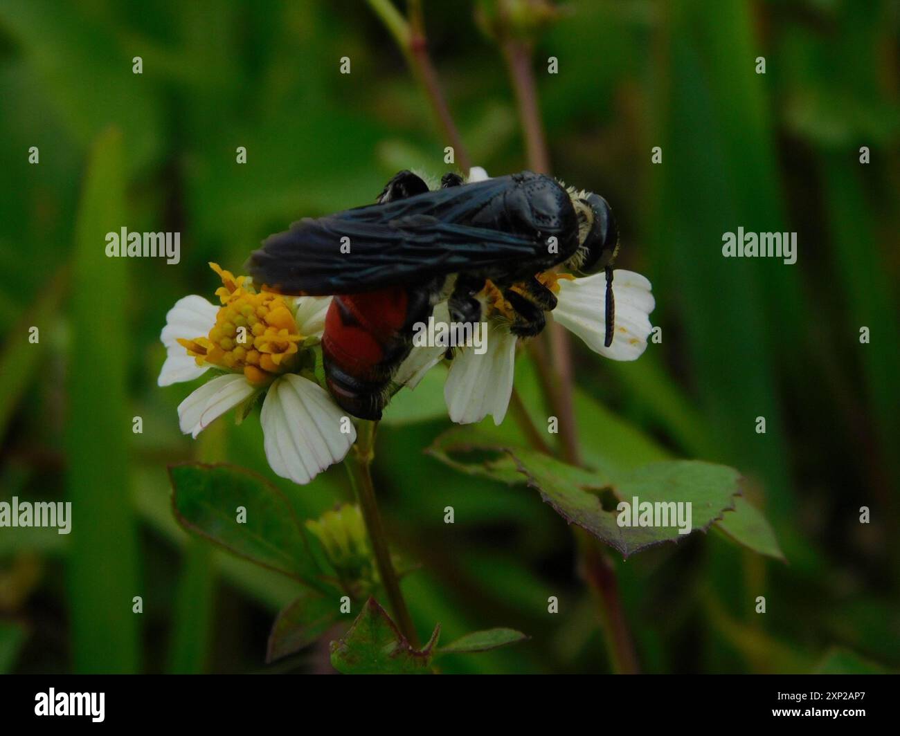 Caribbean scoliid wasp (Dielis dorsata) Insecta Stock Photo - Alamy