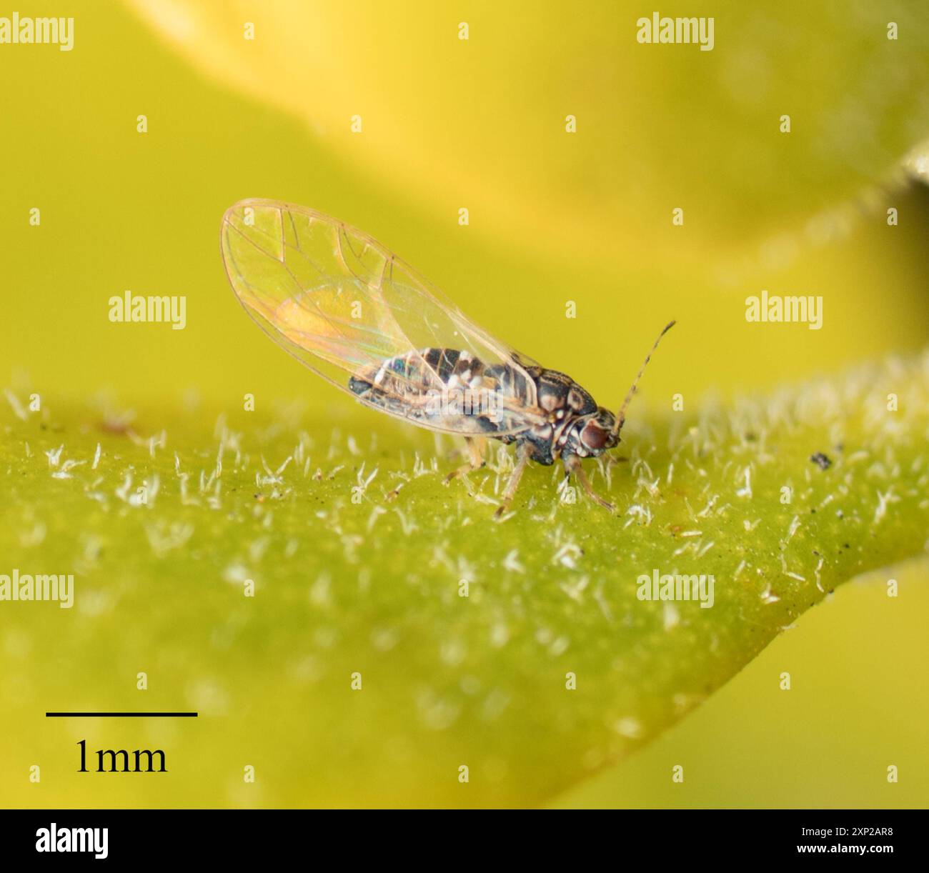 Potato Psyllid (Bactericera cockerelli) Insecta Stock Photo - Alamy