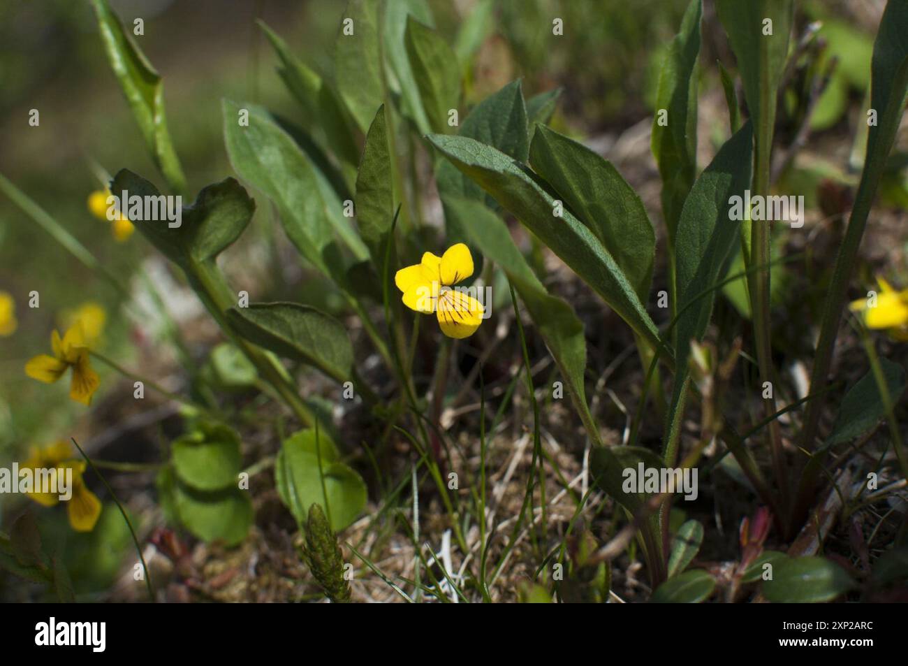 Twoflower Violet (Viola biflora) Plantae Stock Photo - Alamy