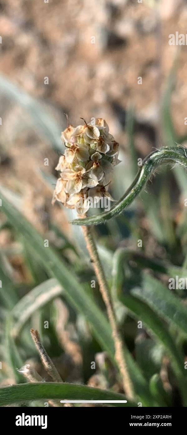 Desert Plantain (Plantago ovata) Plantae Stock Photo - Alamy