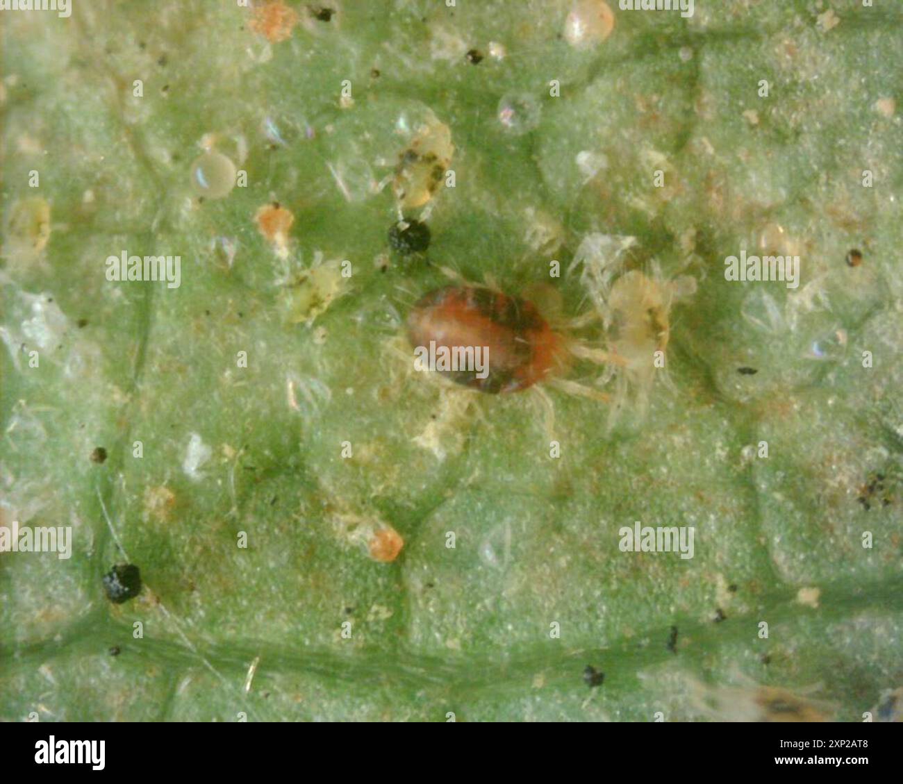 Twospotted Spider Mite (Tetranychus urticae) Arachnida Stock Photo - Alamy