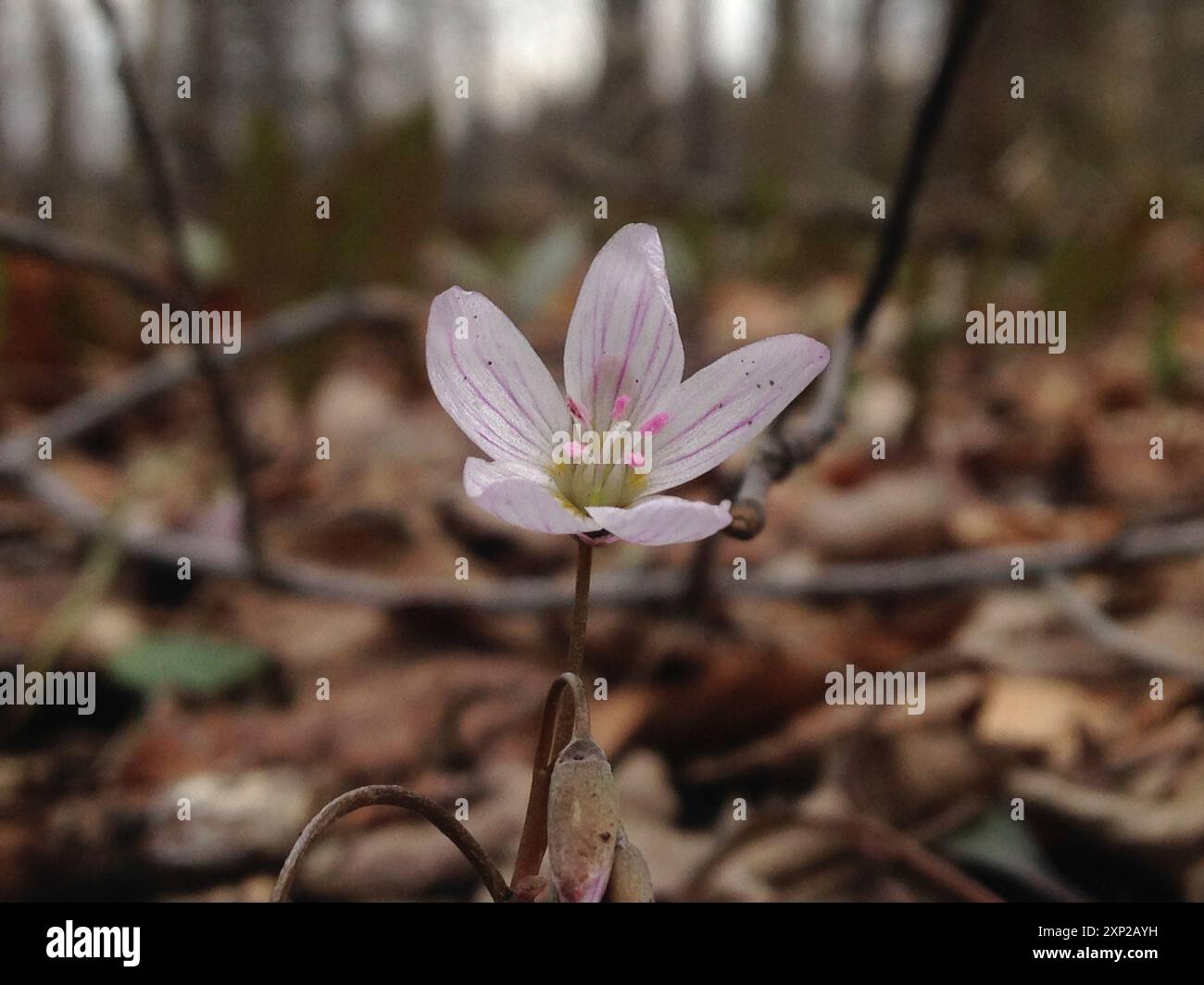 Carolina Springbeauty (Claytonia caroliniana) Plantae Stock Photo - Alamy