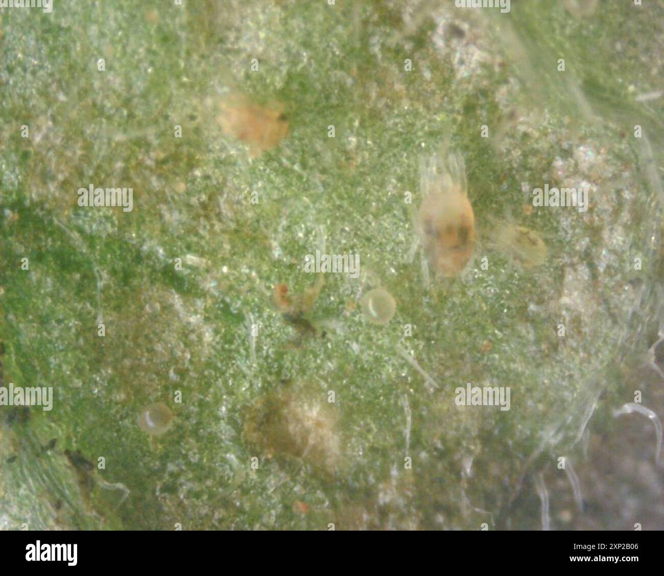 Twospotted Spider Mite (Tetranychus urticae) Arachnida Stock Photo - Alamy