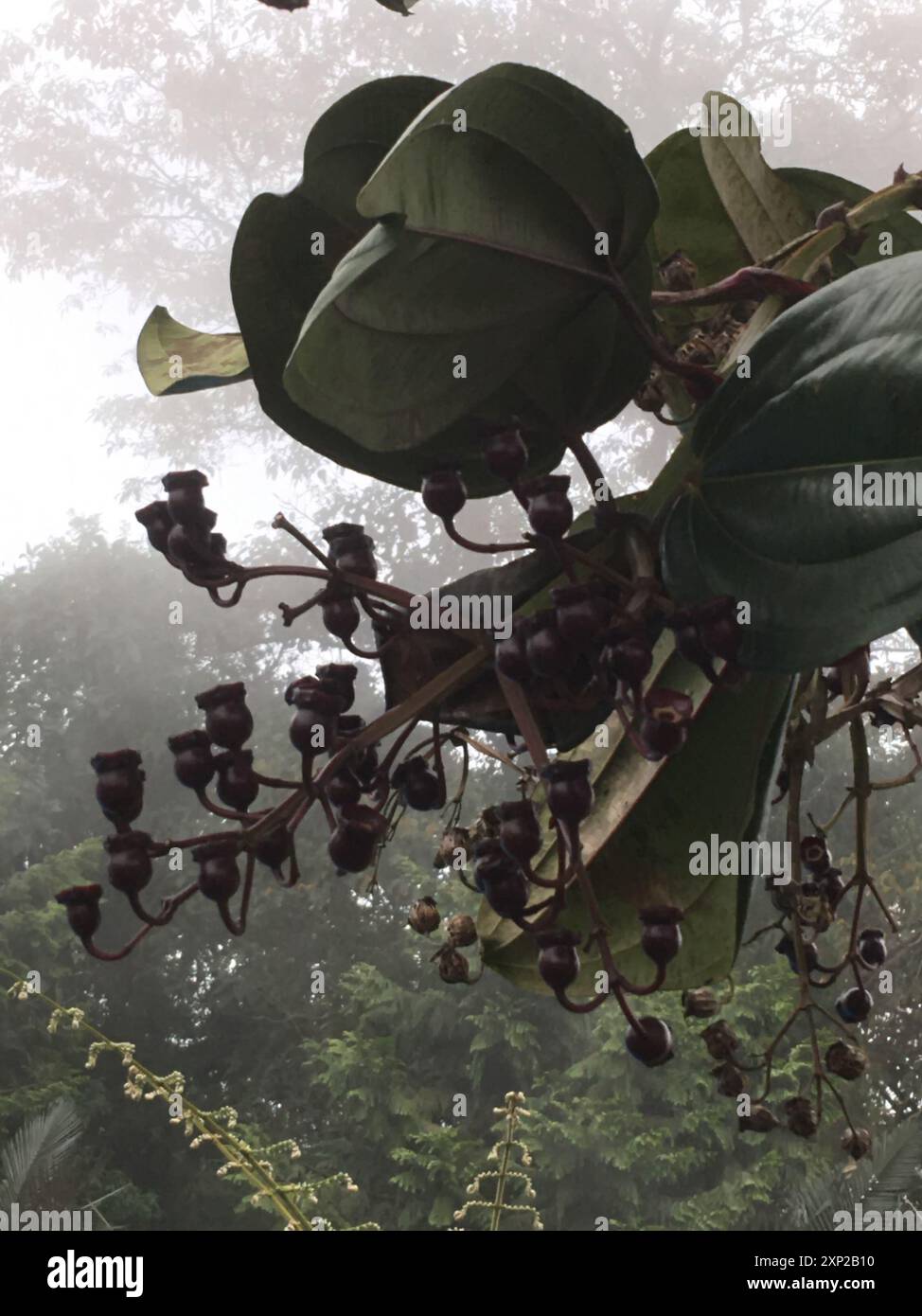 Meriania nobilis hi-res stock photography and images - Alamy