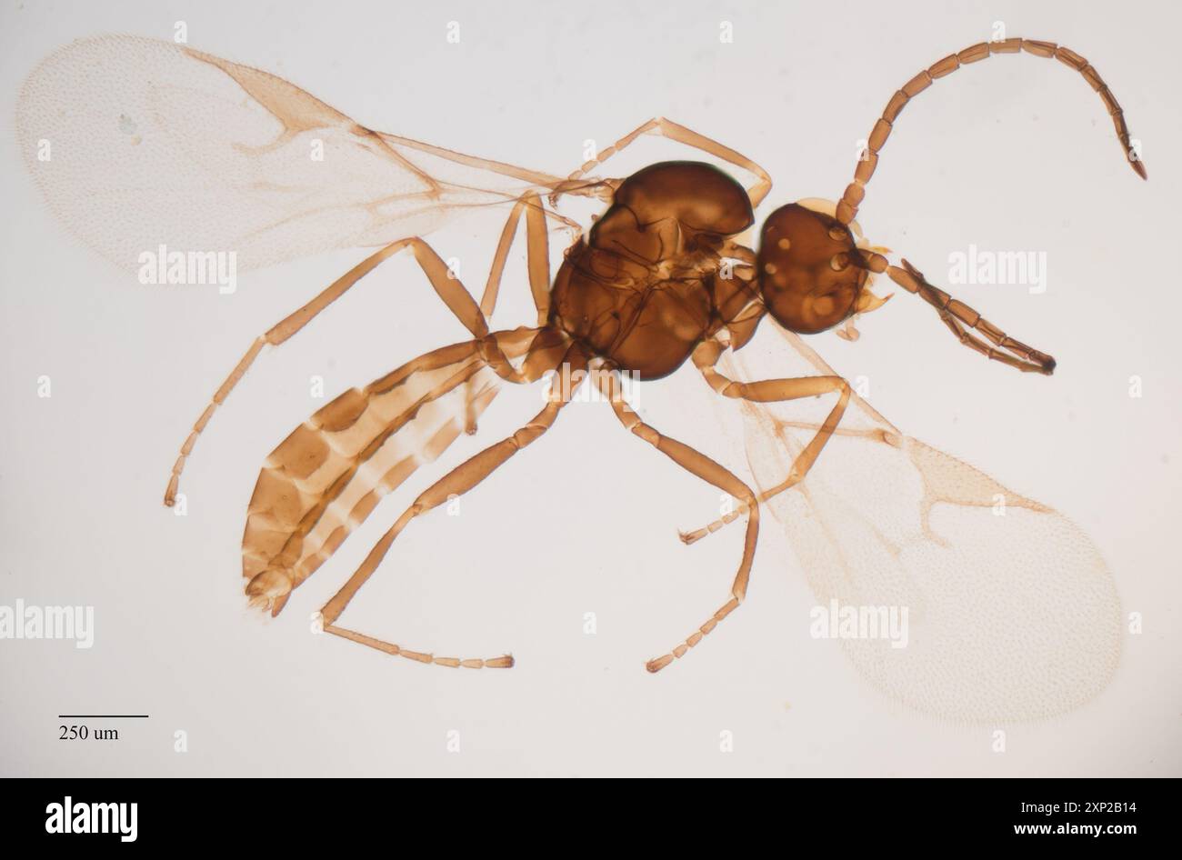 Aphid Mummy Wasps (Aphidiinae) Insecta Stock Photo - Alamy