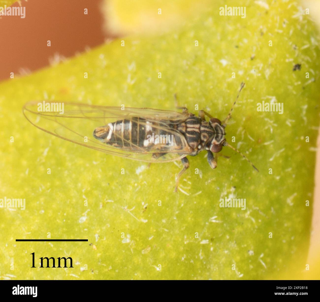 Potato Psyllid (Bactericera cockerelli) Insecta Stock Photo - Alamy