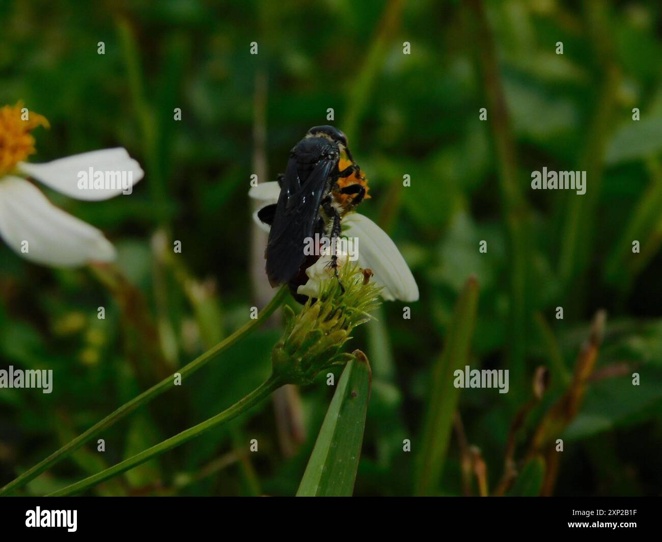 Caribbean scoliid wasp (Dielis dorsata) Insecta Stock Photo - Alamy