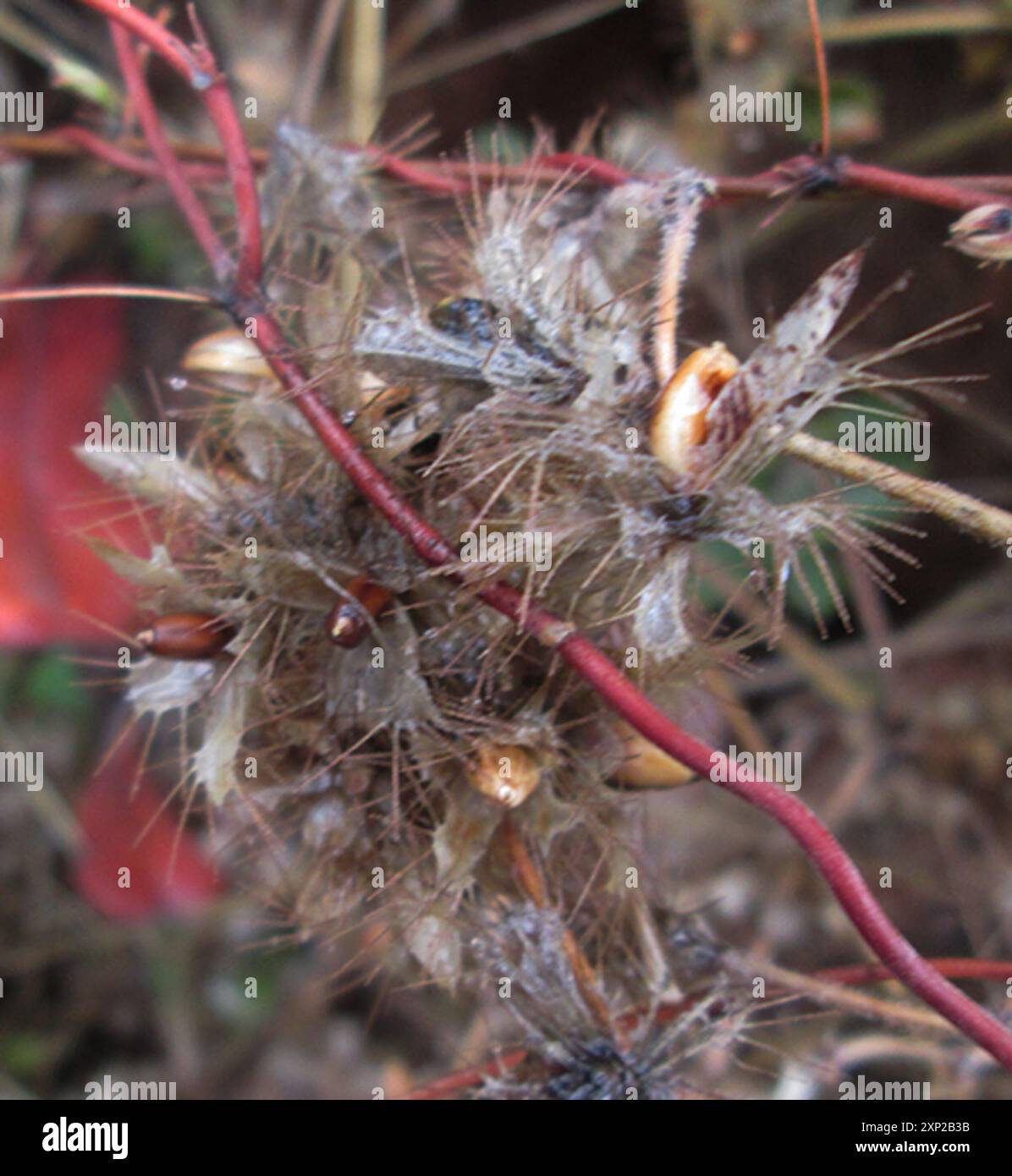Surprise Packet (Blepharis maderaspatensis) Plantae Stock Photo - Alamy