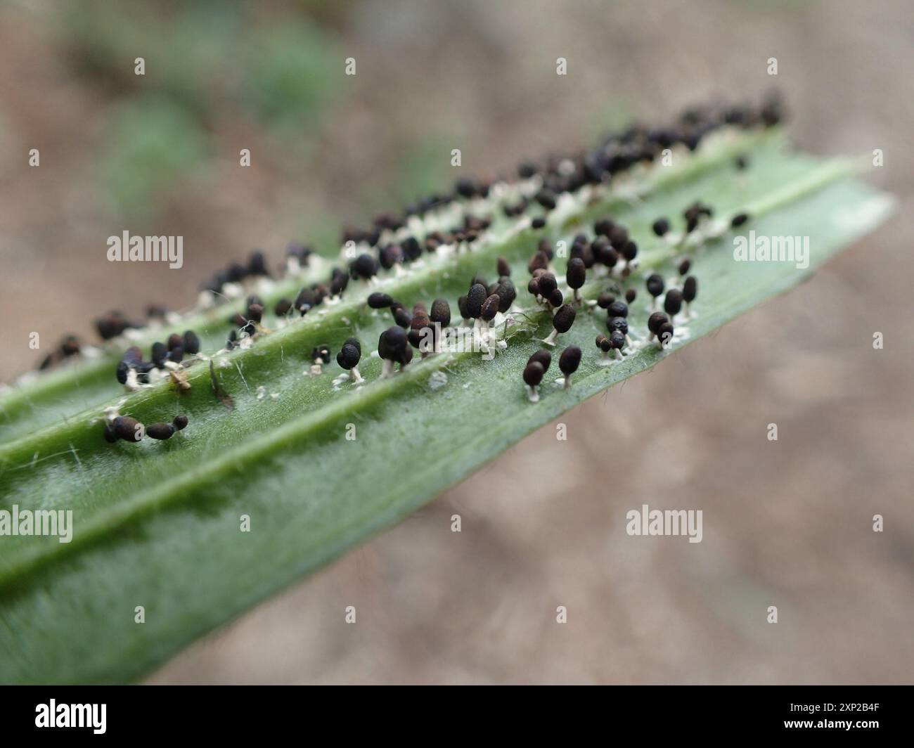 White-footed Slime (Diachea leucopodia) Protozoa Stock Photo - Alamy