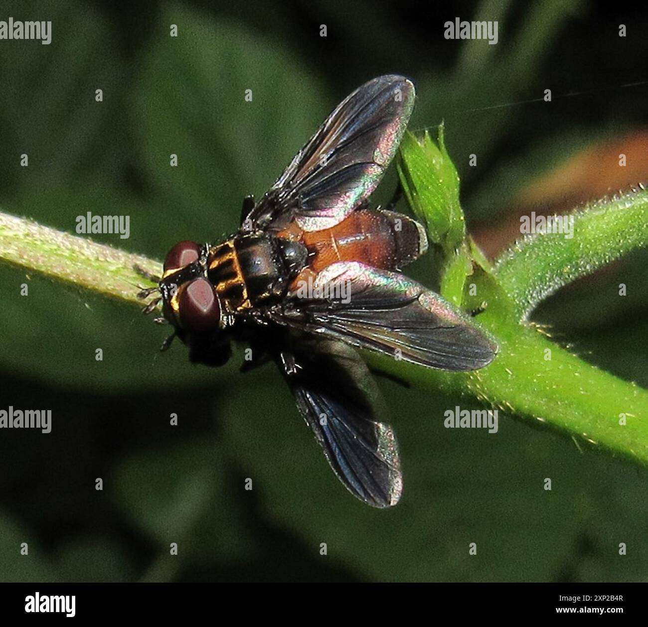 Feather-legged Flies (Trichopoda) Insecta Stock Photo - Alamy