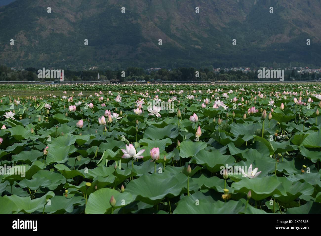 Srinagar, Jammu And Kashmir, India. 3rd Aug, 2024. A view of lotus ...