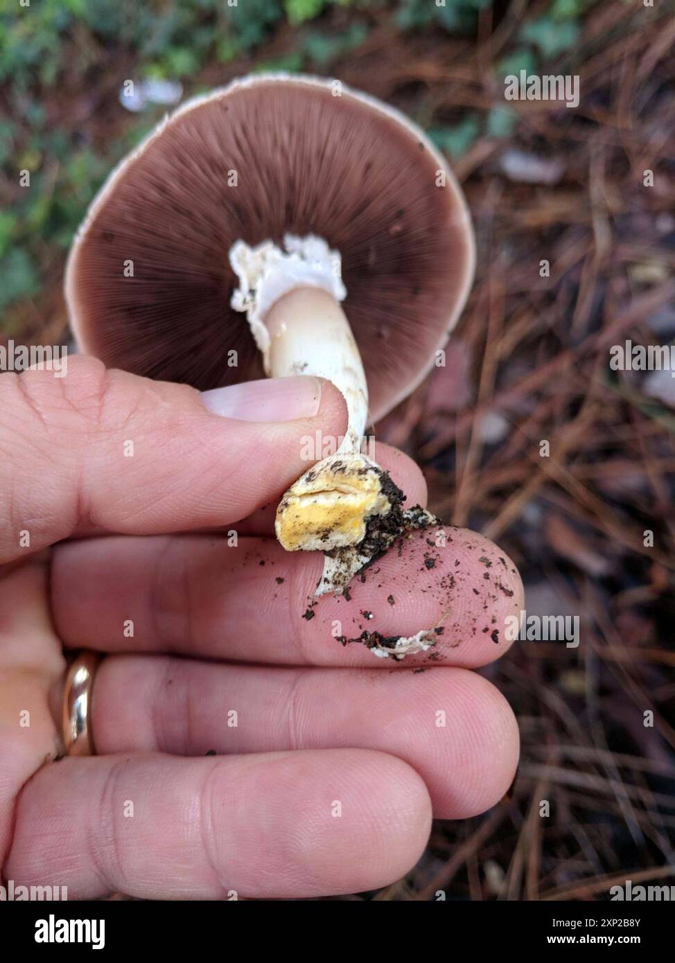 Yellow Stainer (Agaricus xanthodermus) Fungi Stock Photo - Alamy