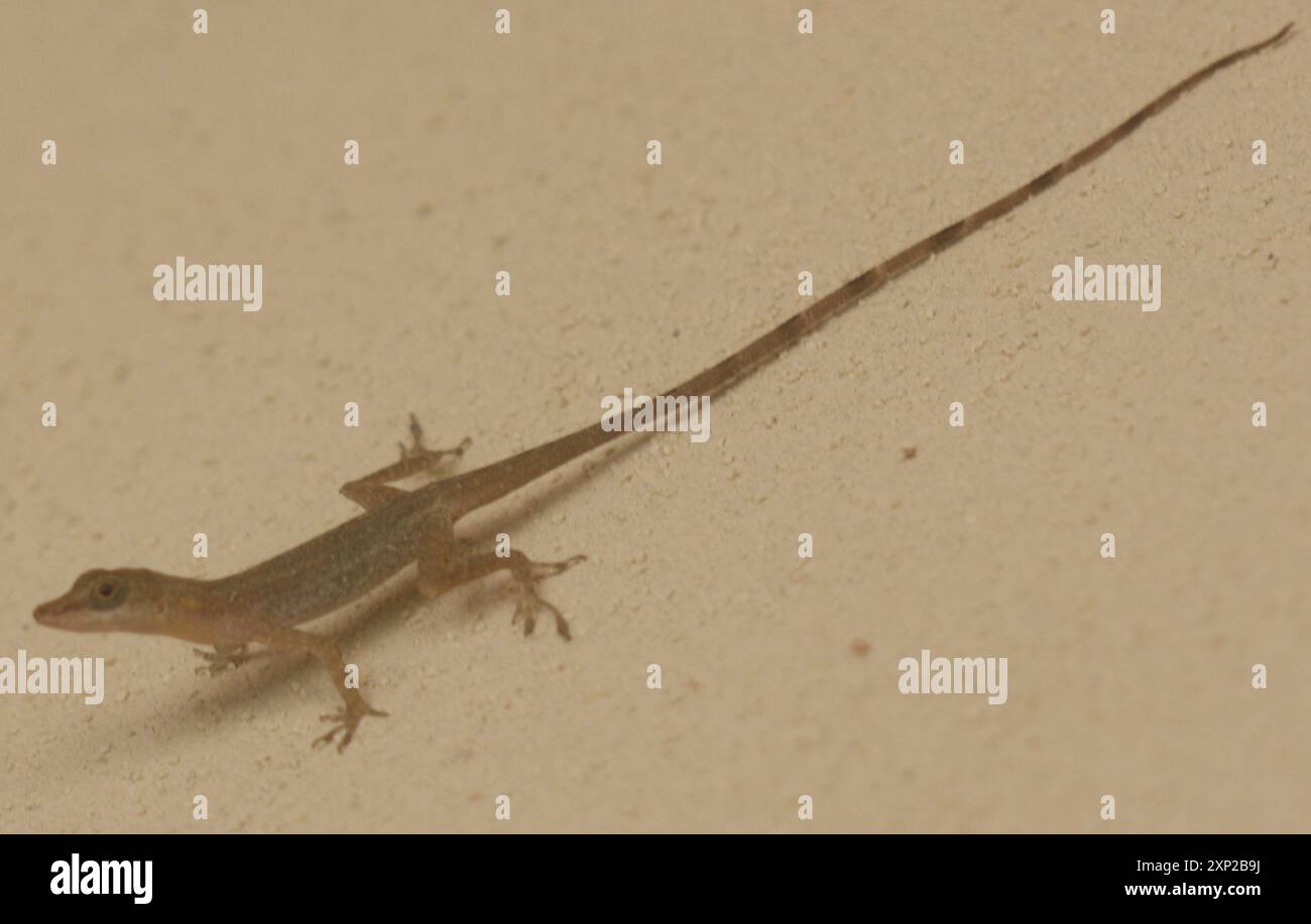 Border Anole (Anolis limifrons) Reptilia Stock Photo - Alamy