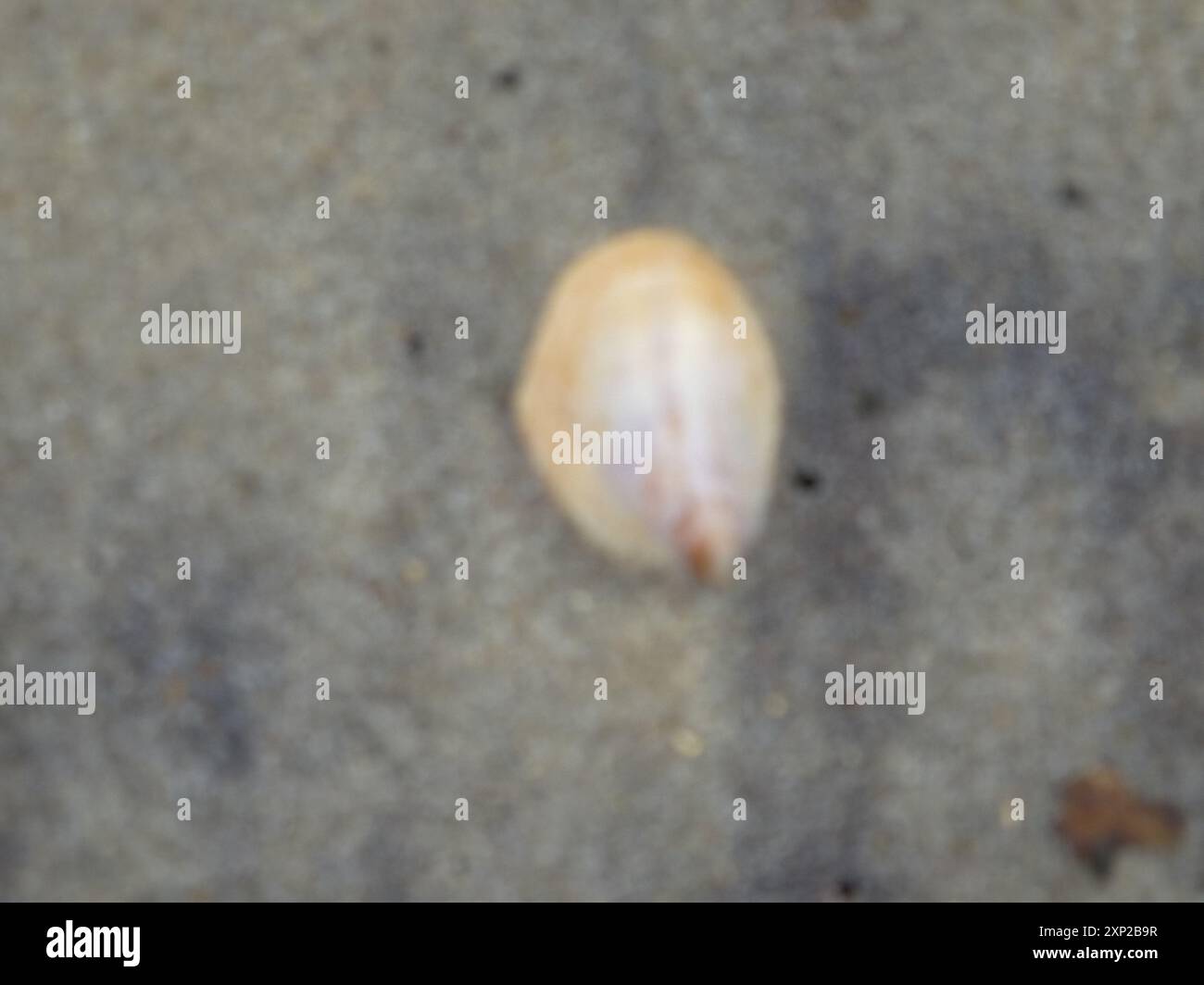 Common Atlantic Slippersnail (Crepidula fornicata) Mollusca Stock Photo ...