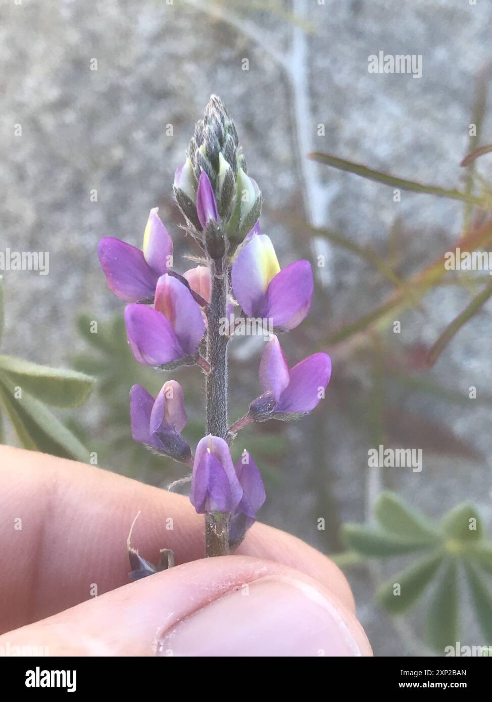 Arizona lupine (Lupinus arizonicus) Plantae Stock Photo - Alamy