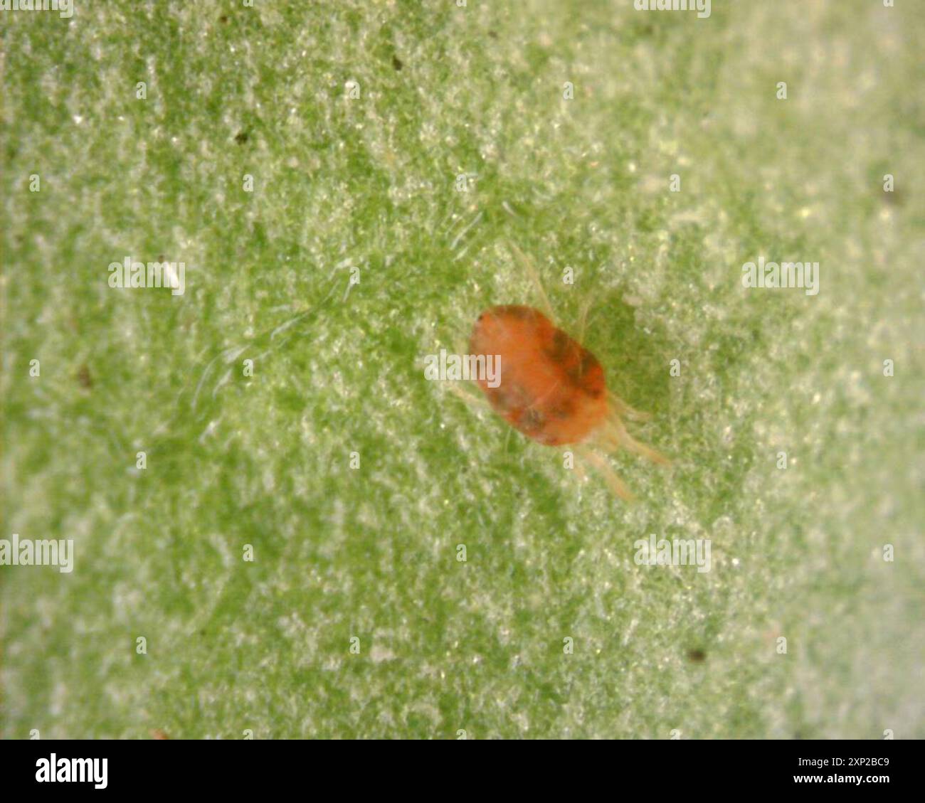 Twospotted Spider Mite (Tetranychus urticae) Arachnida Stock Photo - Alamy