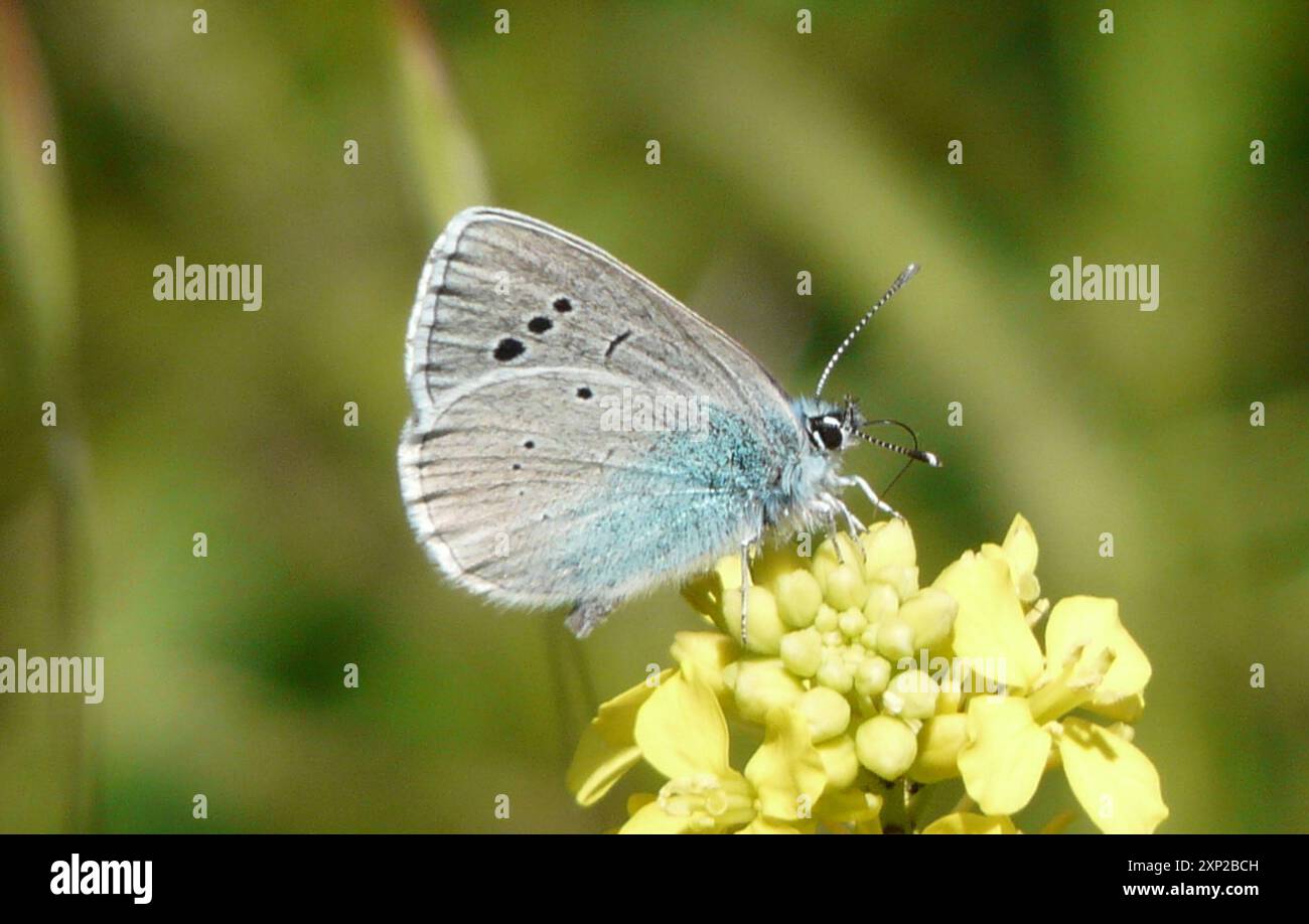 Green-underside Blue (Glaucopsyche alexis) Insecta Stock Photo - Alamy