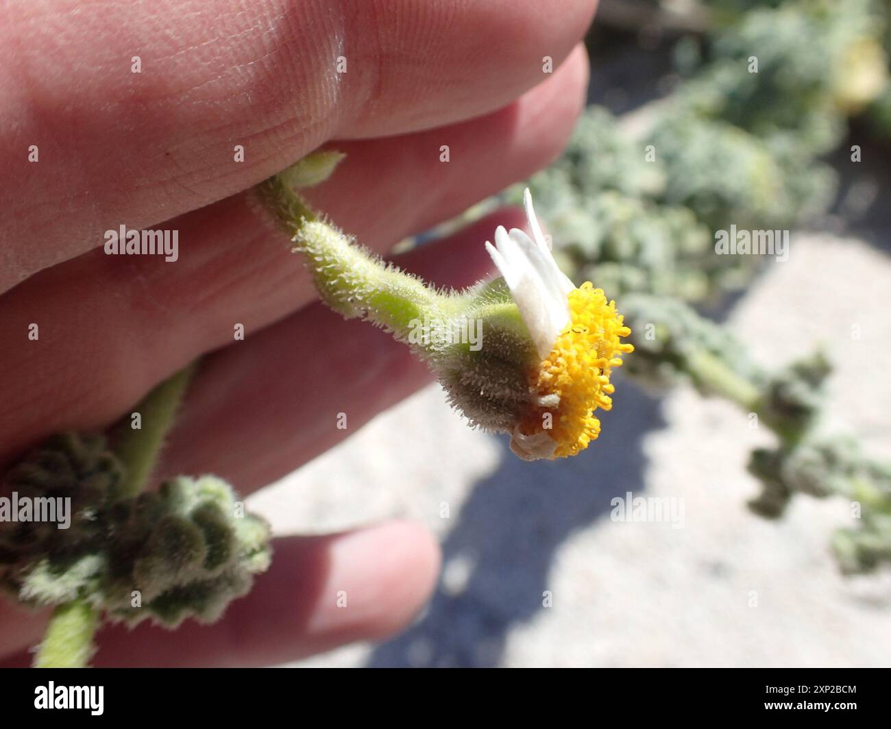 thickleaf rockdaisy (Perityle crassifolia) Plantae Stock Photo - Alamy