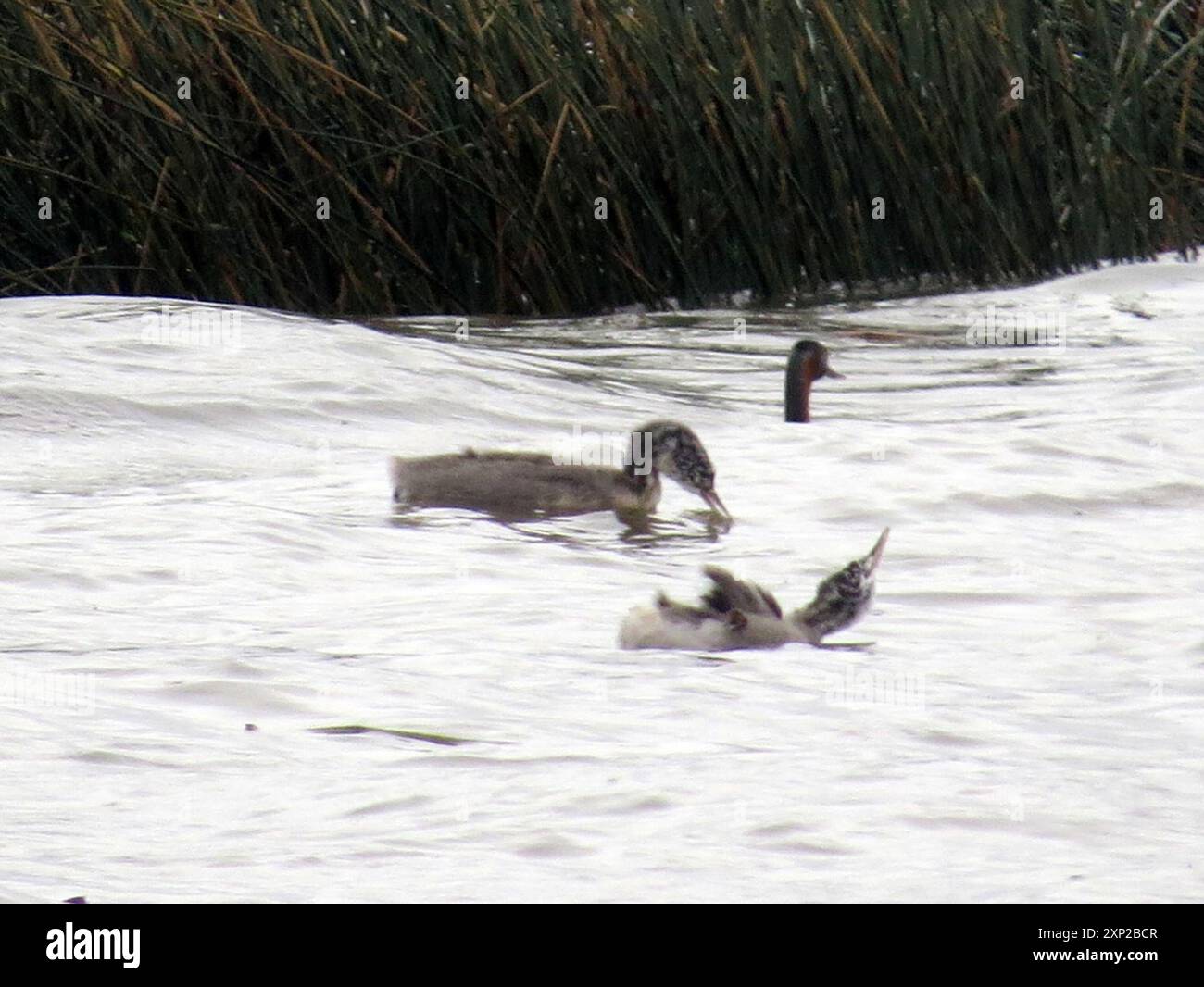 Great Grebe (Podiceps major) Aves Stock Photo - Alamy