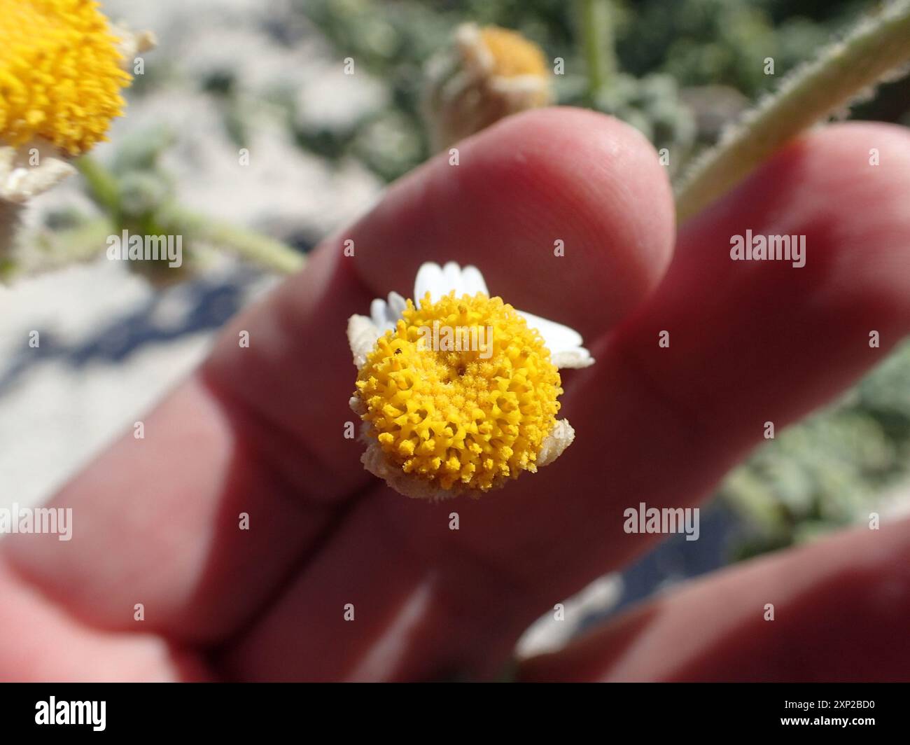 thickleaf rockdaisy (Perityle crassifolia) Plantae Stock Photo - Alamy