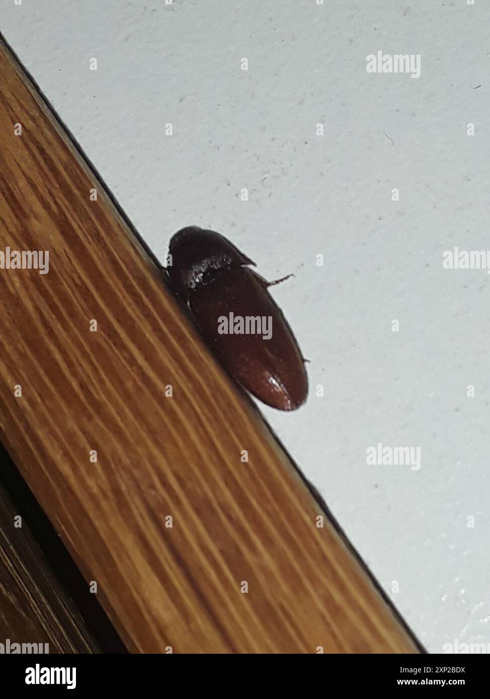 Click Beetles (Elateridae) Insecta Stock Photo - Alamy