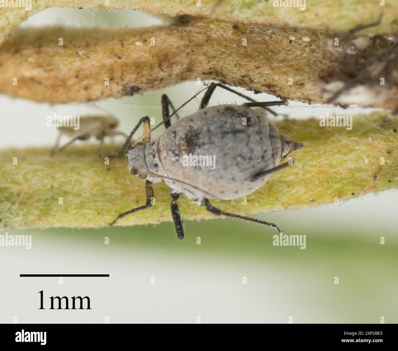 Dark Knobbed-cornicle Aphid (Epameibaphis atricornis) Insecta Stock ...
