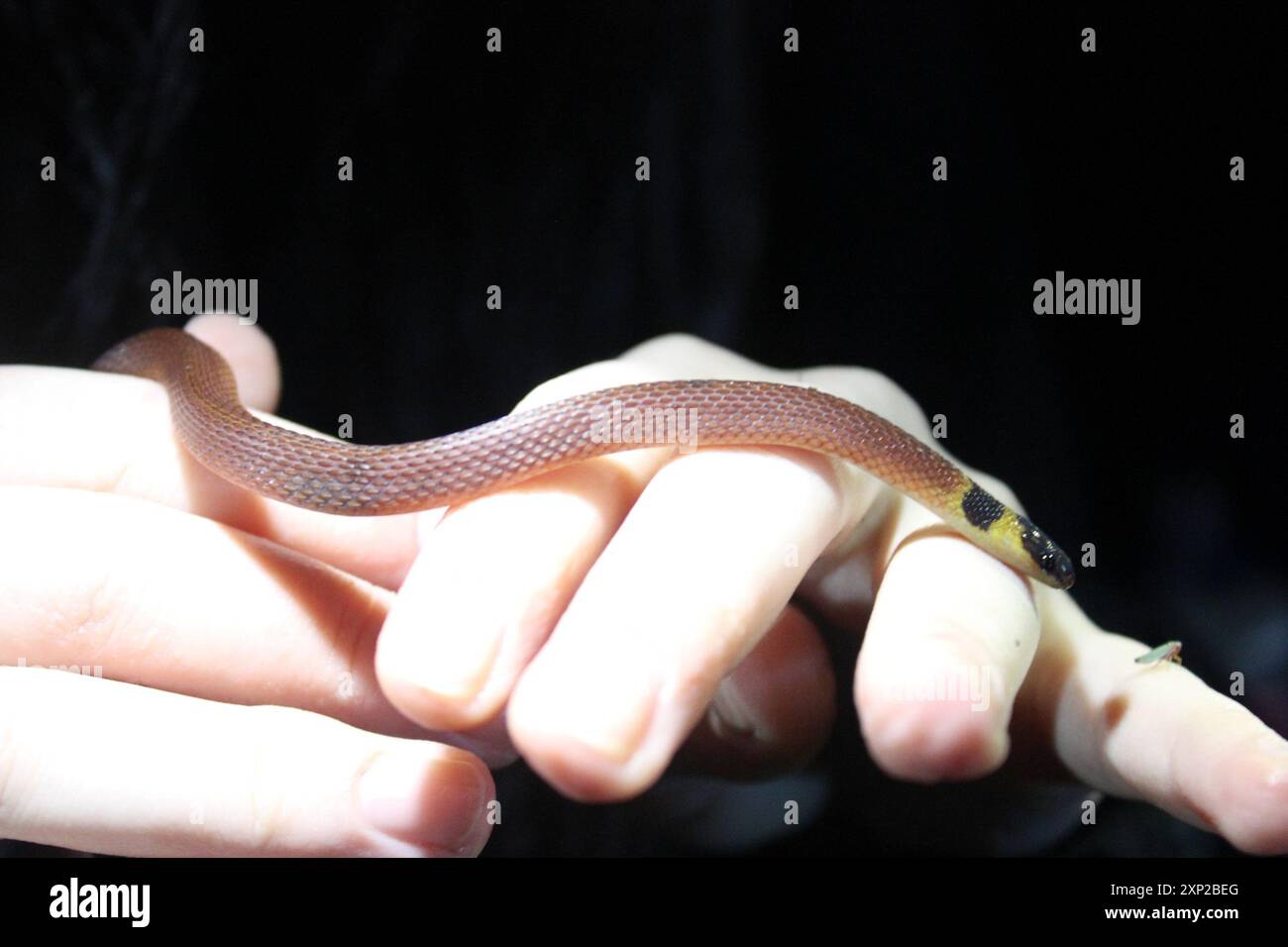 Red coffee snake hi-res stock photography and images - Alamy