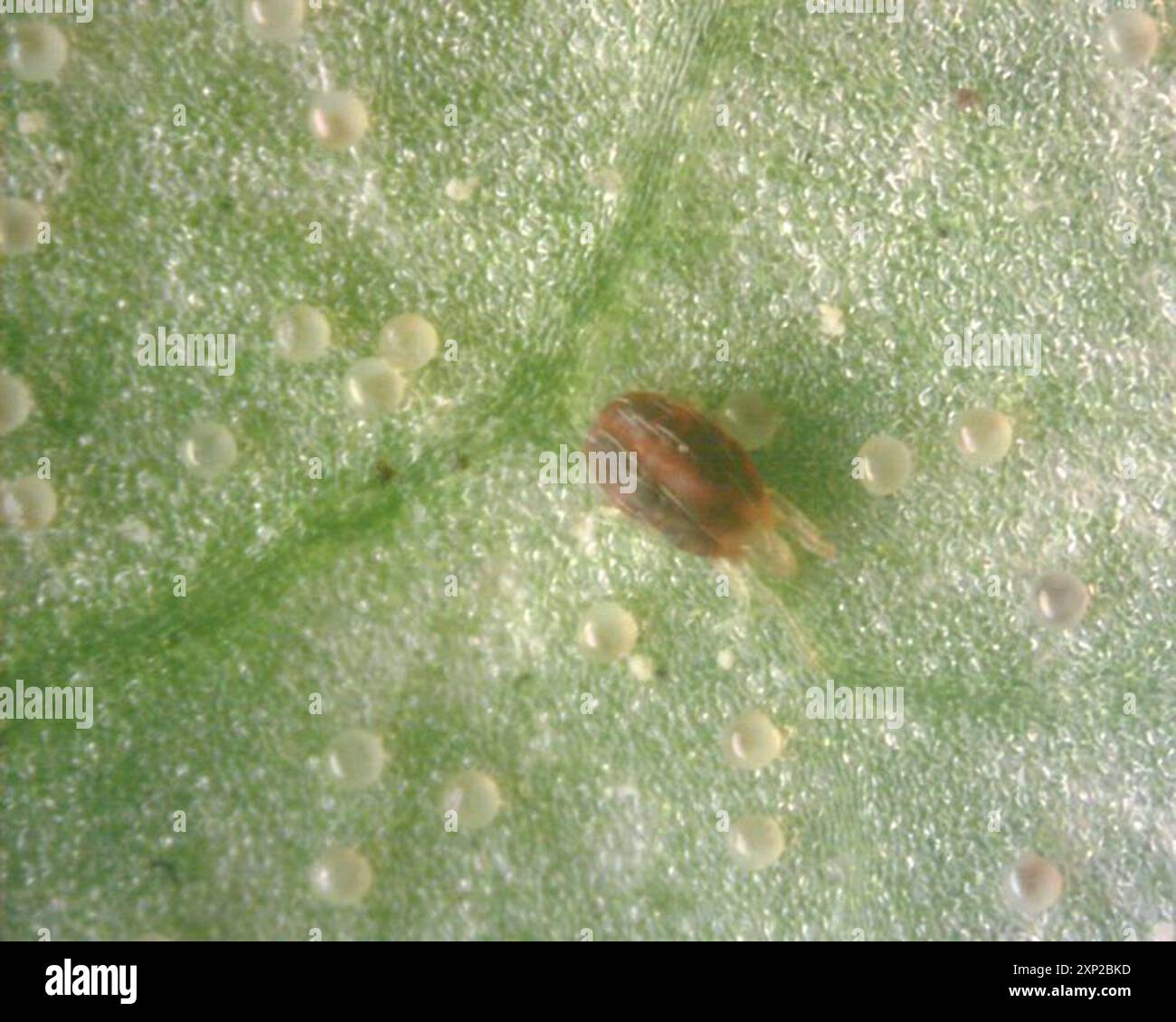 Twospotted Spider Mite (Tetranychus urticae) Arachnida Stock Photo - Alamy