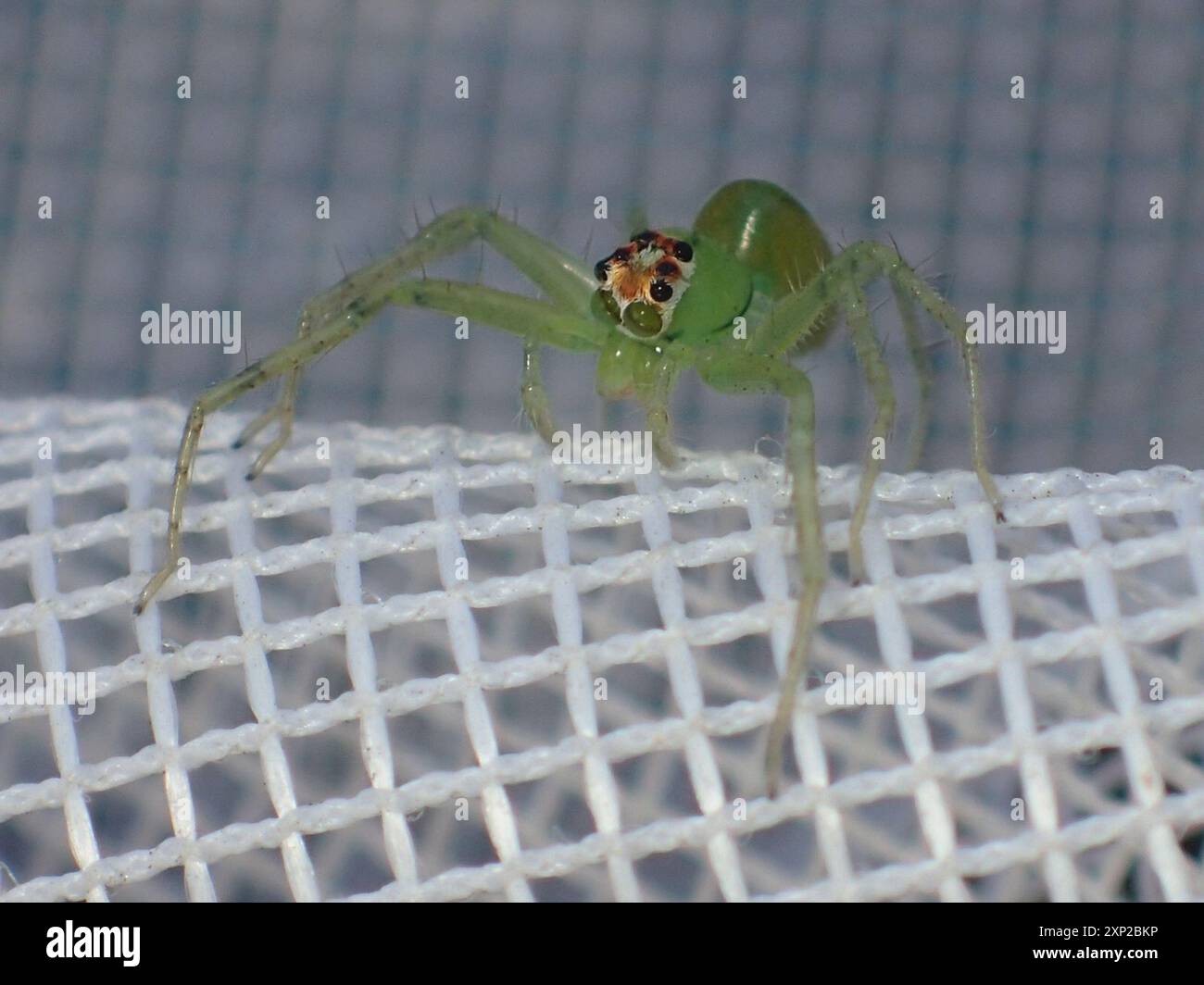 Translucent Green Jumping Spiders (Lyssomanes) Arachnida Stock Photo ...