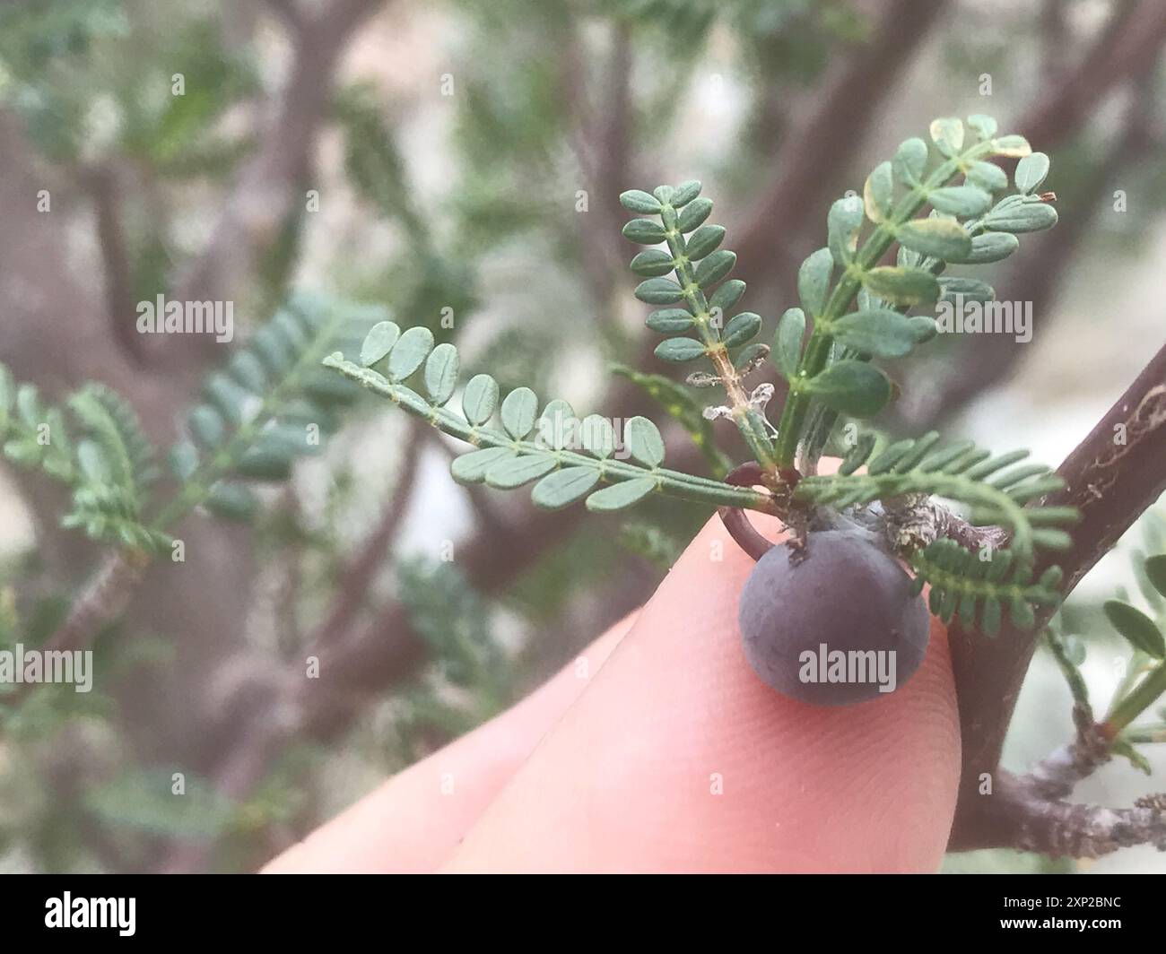 elephant tree (Bursera microphylla) Plantae Stock Photo - Alamy