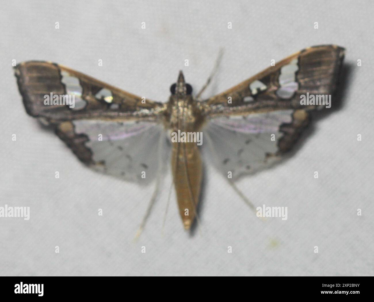 Mung Bean Moth (Maruca vitrata) Insecta Stock Photo - Alamy