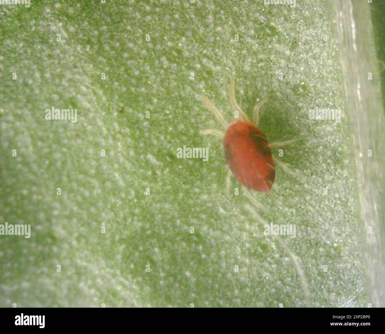 Twospotted Spider Mite (Tetranychus urticae) Arachnida Stock Photo - Alamy