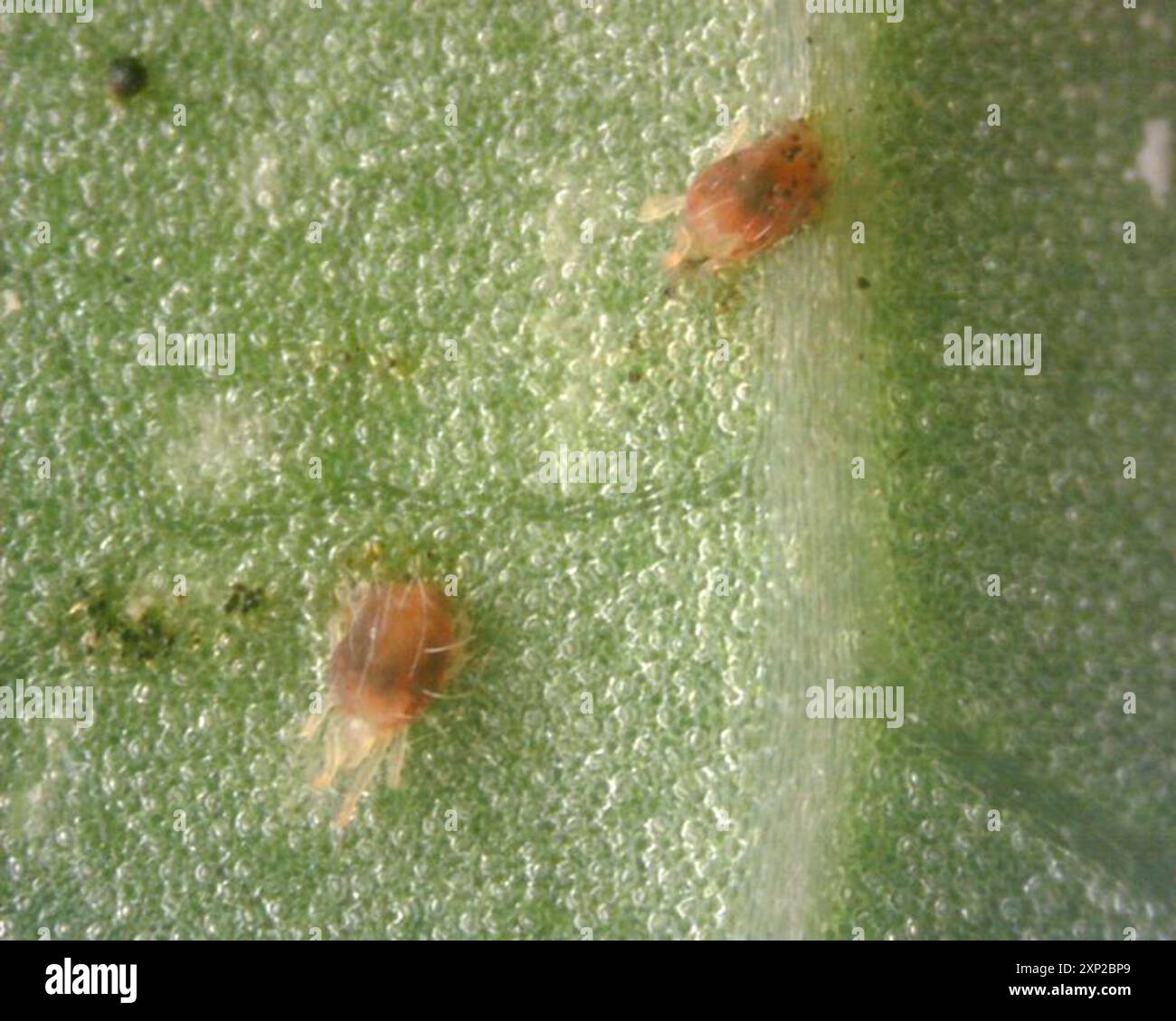 Twospotted Spider Mite (Tetranychus urticae) Arachnida Stock Photo - Alamy