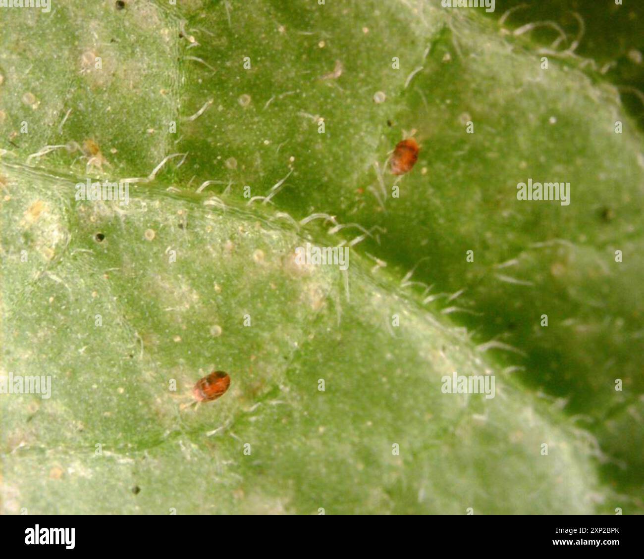 Twospotted Spider Mite (Tetranychus urticae) Arachnida Stock Photo - Alamy